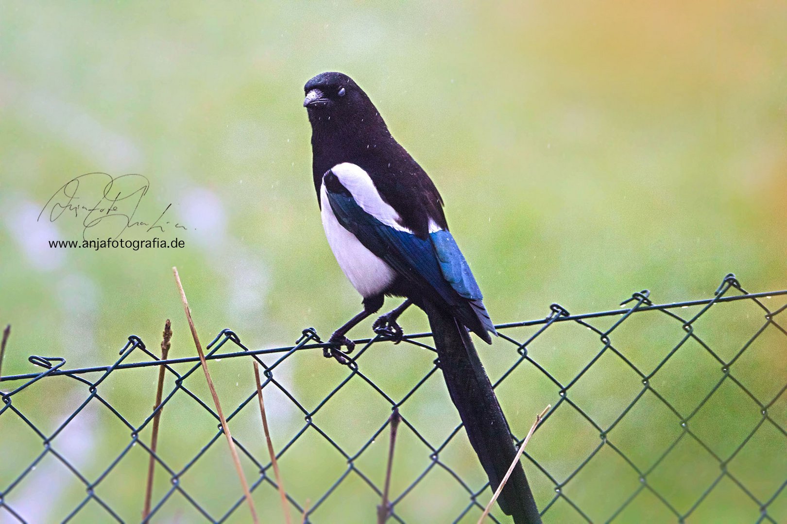Die Elster. Foto & Bild | tiere, natur Bilder auf fotocommunity