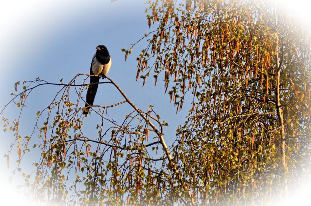 Die Elster auf der anderen Seite des Hauses... Foto & Bild | tiere ...