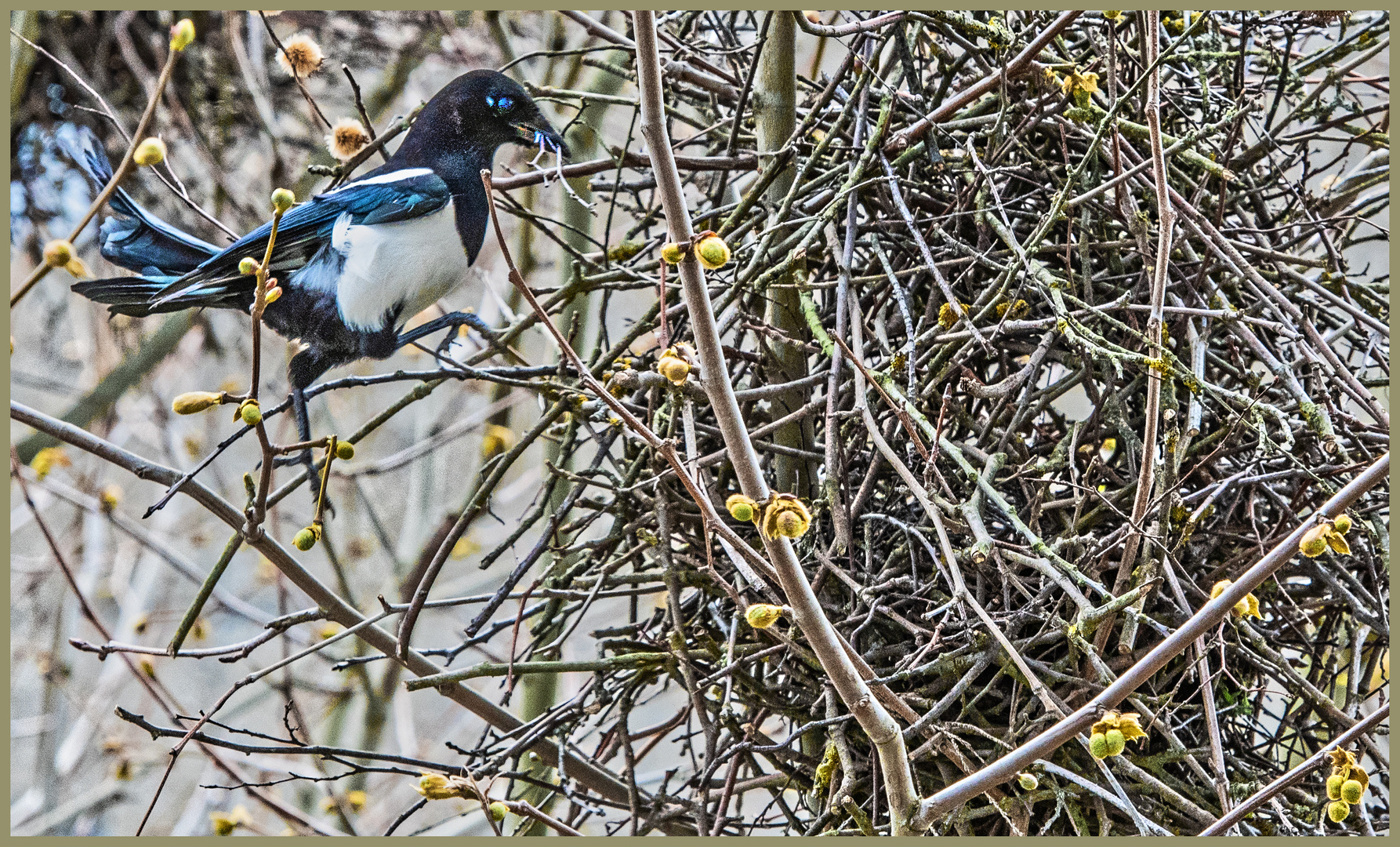 Die Elster bei ihrem Nestbau Foto & Bild | natur, vögel, wildlife Bilder auf fotocommunity