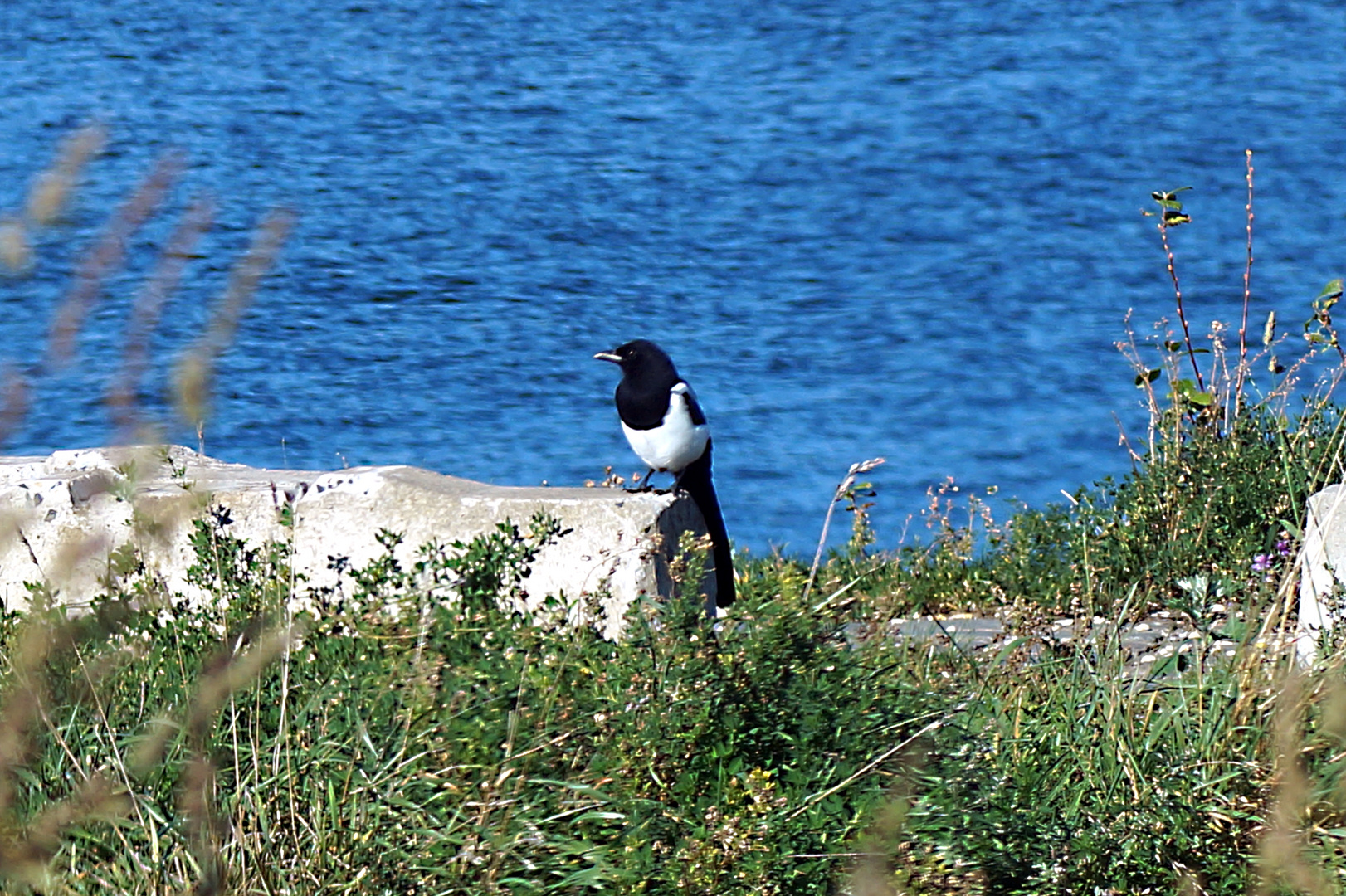 Die Elster Foto & Bild | tiere, wildlife, wild lebende vögel Bilder auf ...