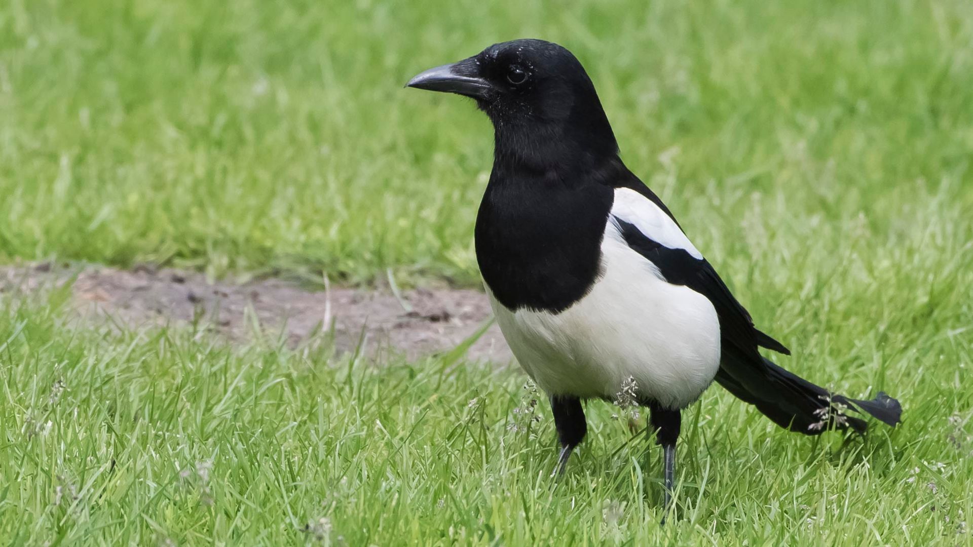Die Elster Foto & Bild | natur, tiere, vögel Bilder auf fotocommunity