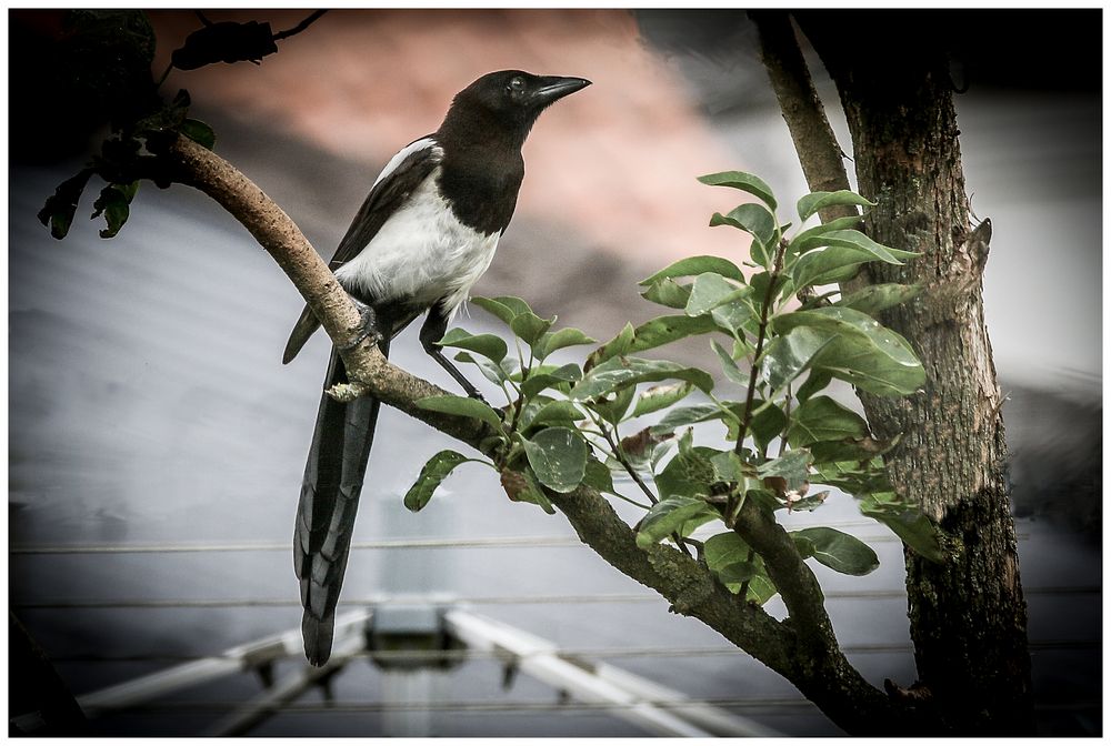 ++ Die Elster ++ Foto & Bild | tiere, wildlife, wild lebende vögel ...