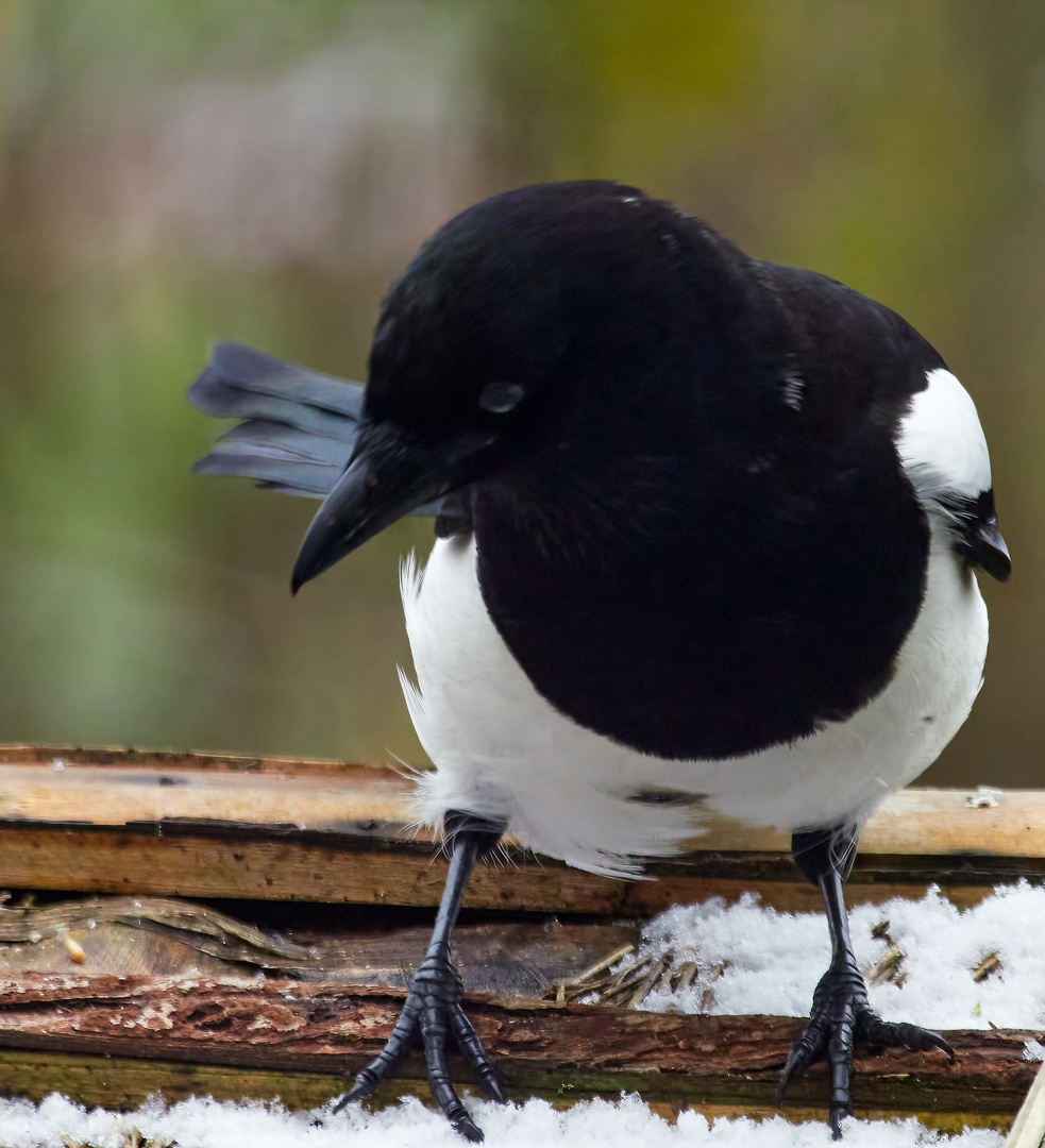 Die Elster schaut sich wieder mal um Foto & Bild | tiere, wildlife ...