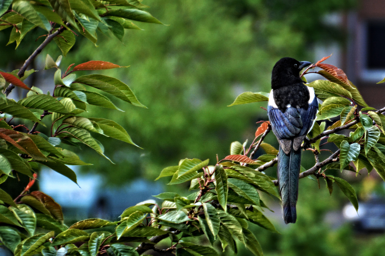 Die Elster vor meinem Fenster ... Foto & Bild | tiere, wildlife, wild ...