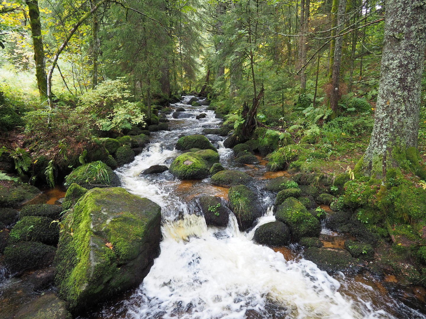 Die Elz im Oberlauf des Elztals Foto & Bild | natur, landschaft, bach ...
