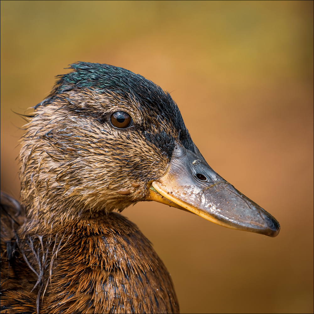 Die Ente Foto & Bild | tiere, wildlife, wild lebende vögel Bilder auf ...