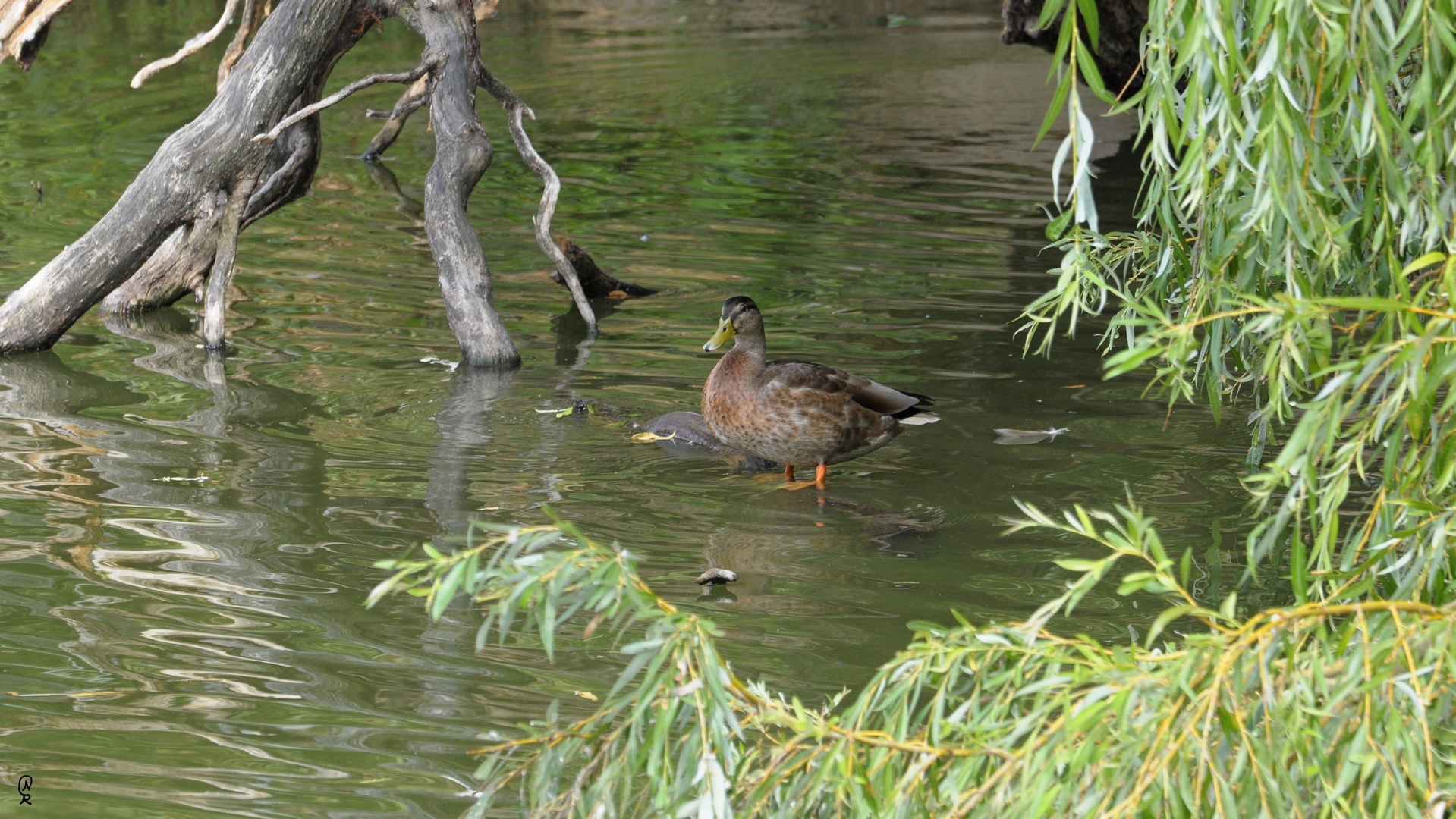 Die Ente Foto & Bild | tiere, wildlife, wild lebende vögel Bilder auf ...