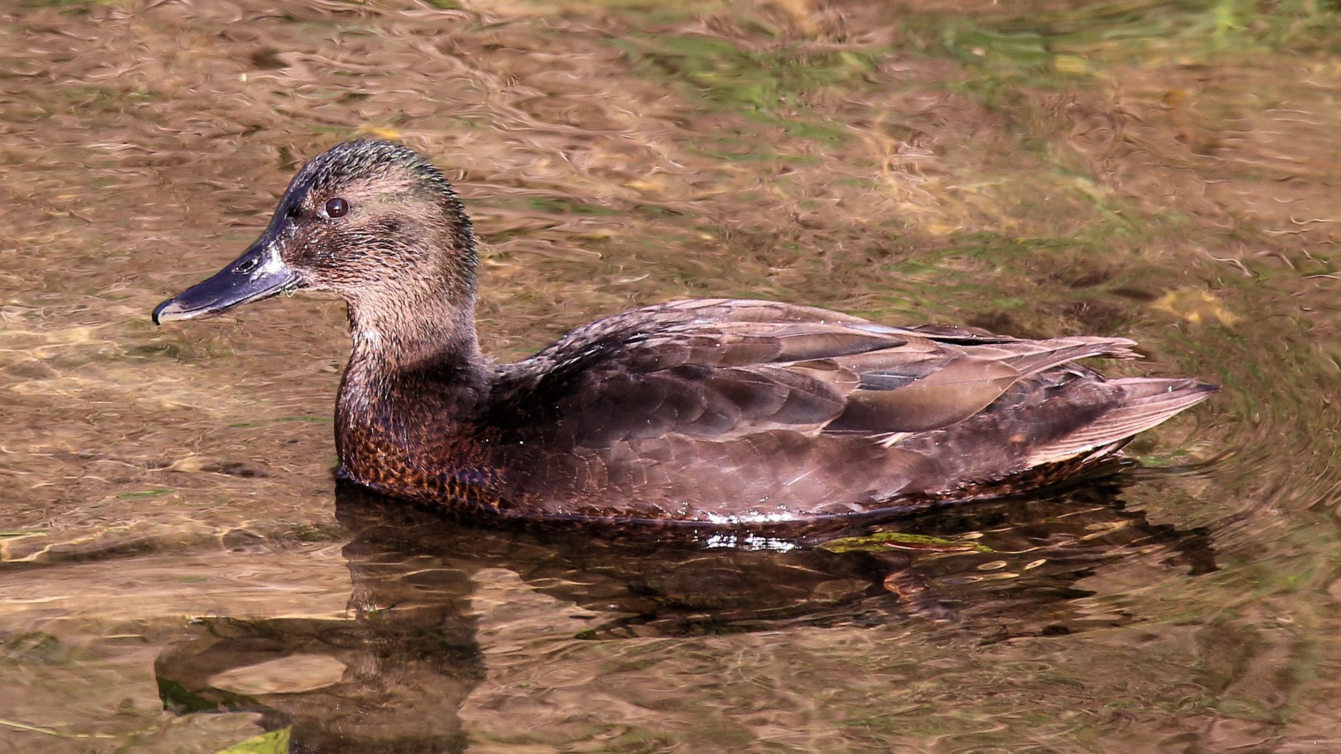 Die Ente... Foto & Bild | nsg-leinepolder, natur, tiere Bilder auf ...