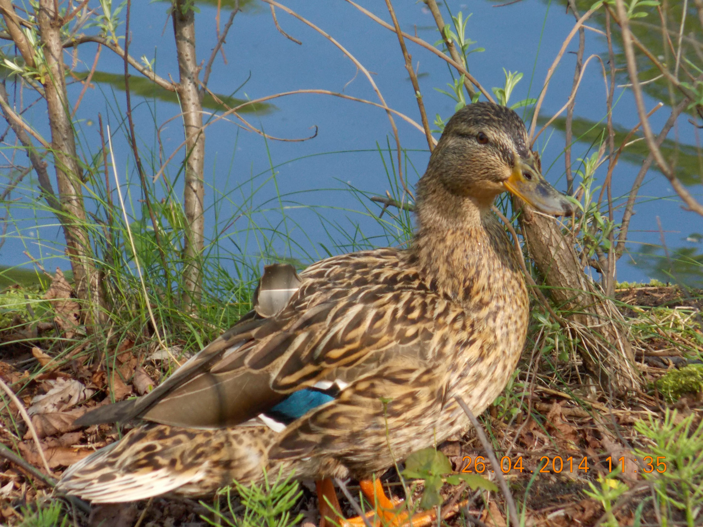 Die Ente Foto & Bild | tiere, natur Bilder auf fotocommunity