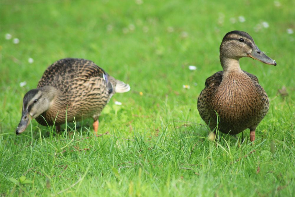 Die Enten Foto & Bild | tiere, wildlife, wildlife: sonstige tiere ...