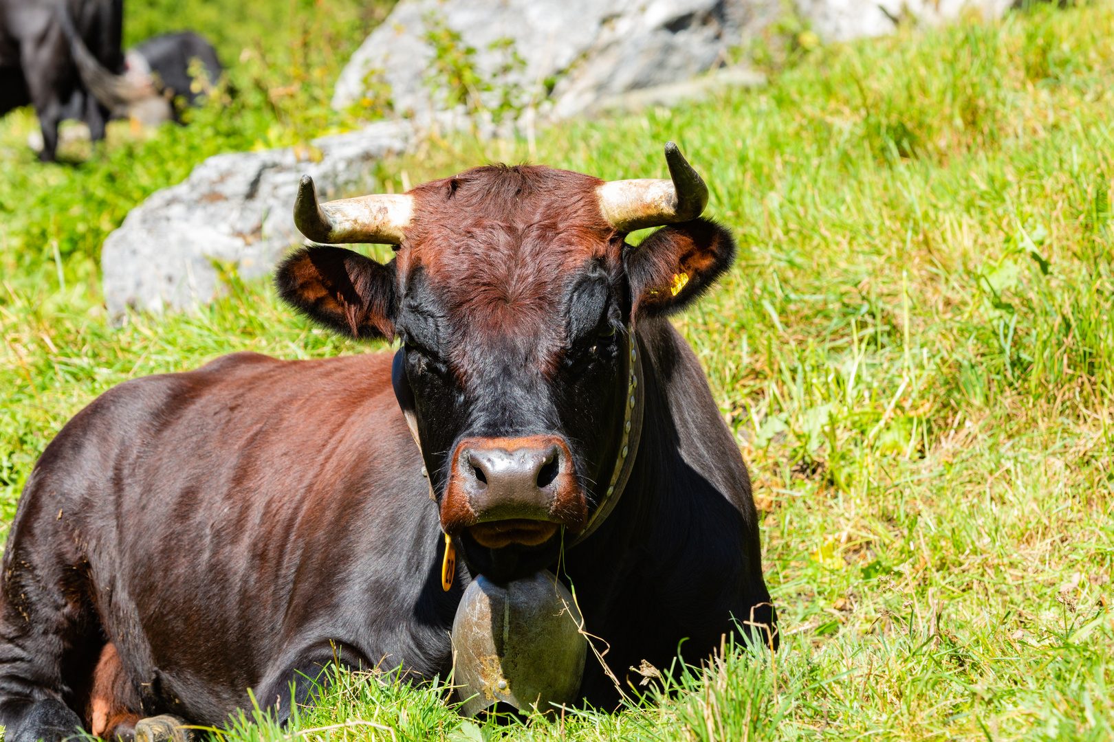Die Eringerkuh - Kämpferin und Ikone Foto & Bild | schweiz, kuh, wallis Bilder auf fotocommunity