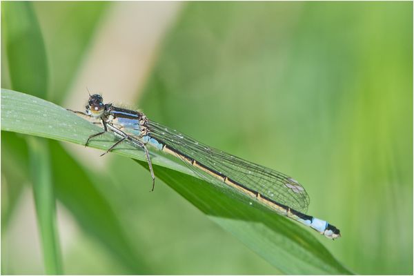 Kleinlibellen Bilder & Fotos