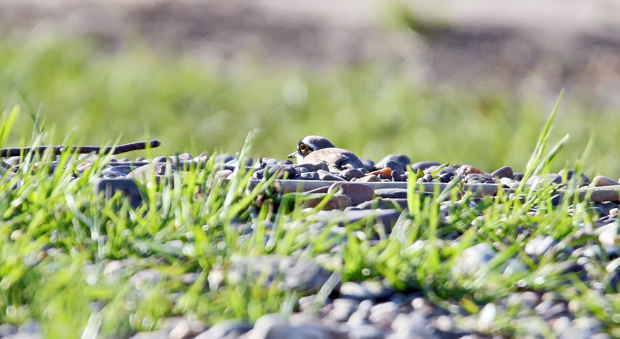 die erste Mulde? Foto & Bild | natur, regenpfeifer, tiere Bilder auf ...