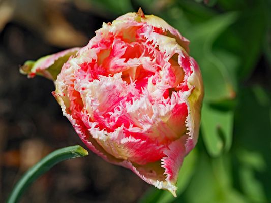 Sommer Bilder & Fotos