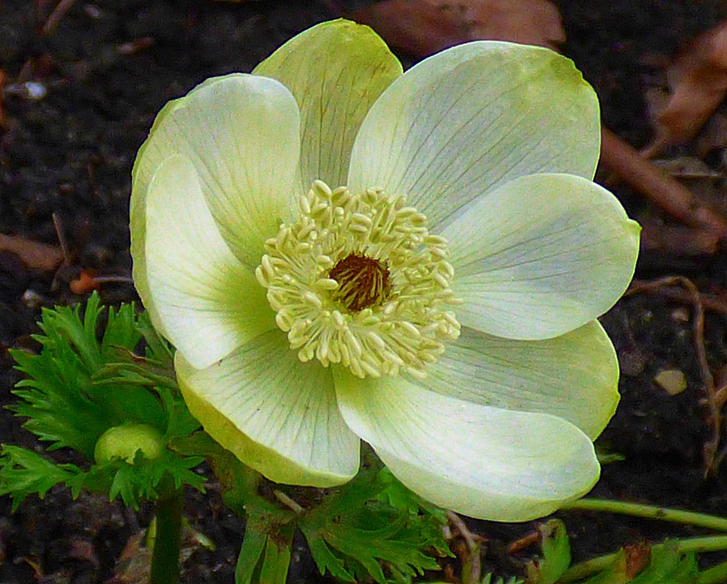 Die ersten Anemonen . . . Foto & Bild | pflanzen, pilze & flechten, blüten- & kleinpflanzen ...