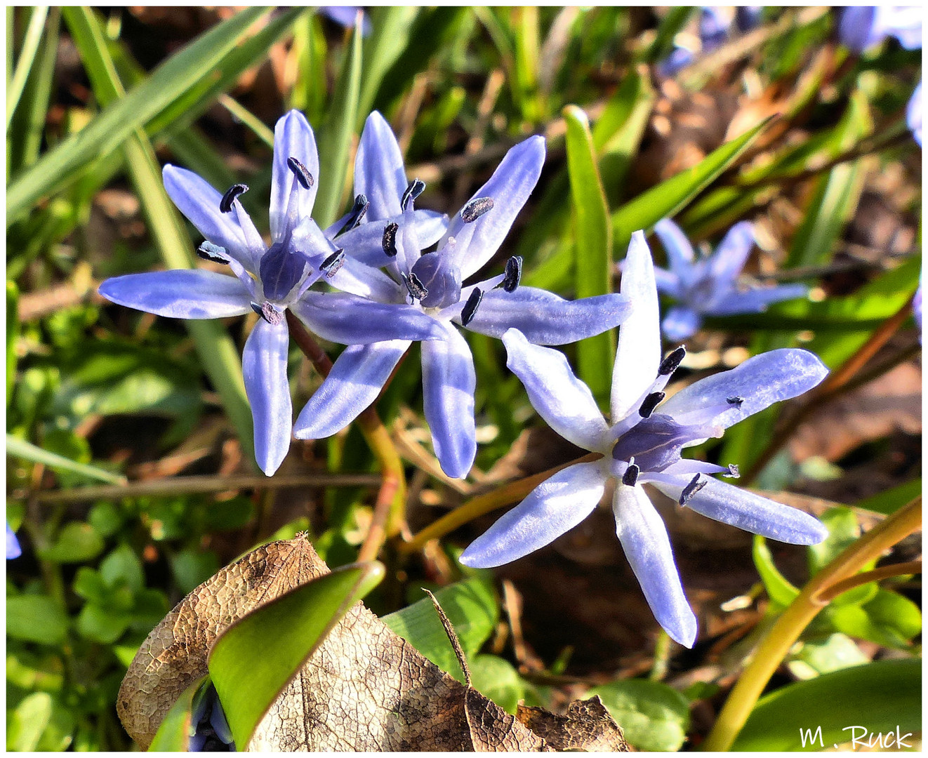 Die ersten Blausternchen haben sich auch geöffnet Foto & Bild ...