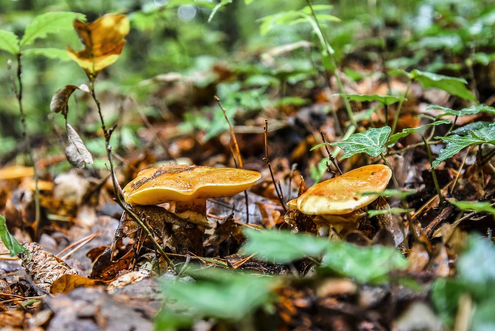 Die ersten Pilze Foto & Bild | pflanzen, pilze & flechten, pilze & flechten, pflanzen Bilder auf ...