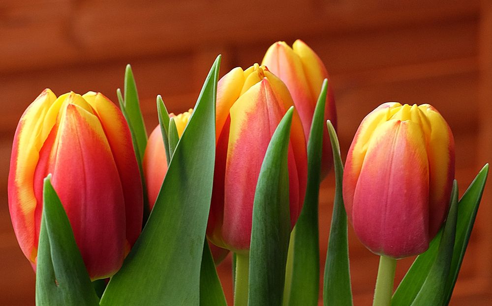 Die ersten Tulpen 2023 Foto & Bild | pflanzen, pilze & flechten, blüten- & kleinpflanzen ...