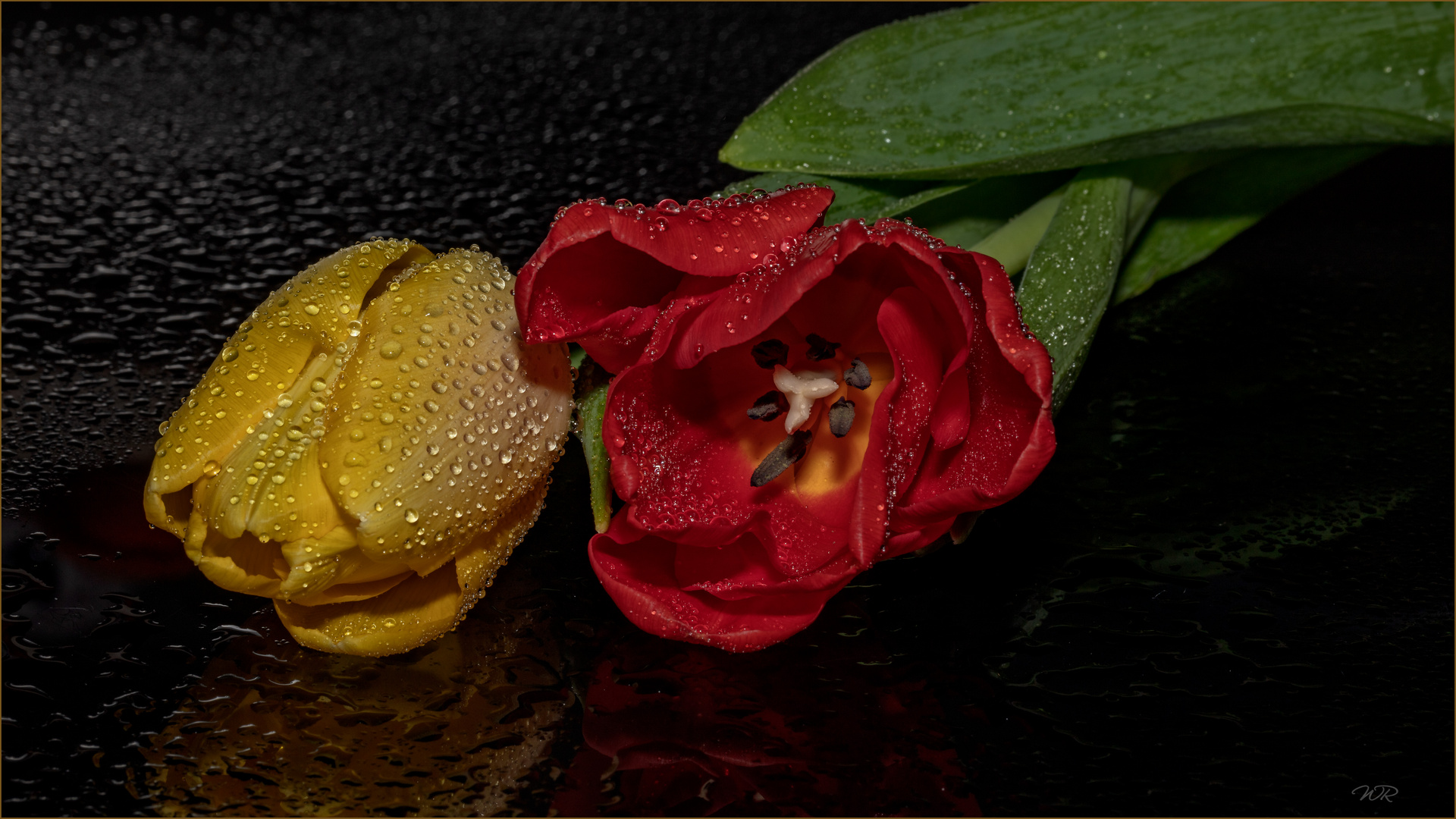 Die ersten Tulpen .... Foto & Bild | spezial, tulpen, pflanzen Bilder auf fotocommunity