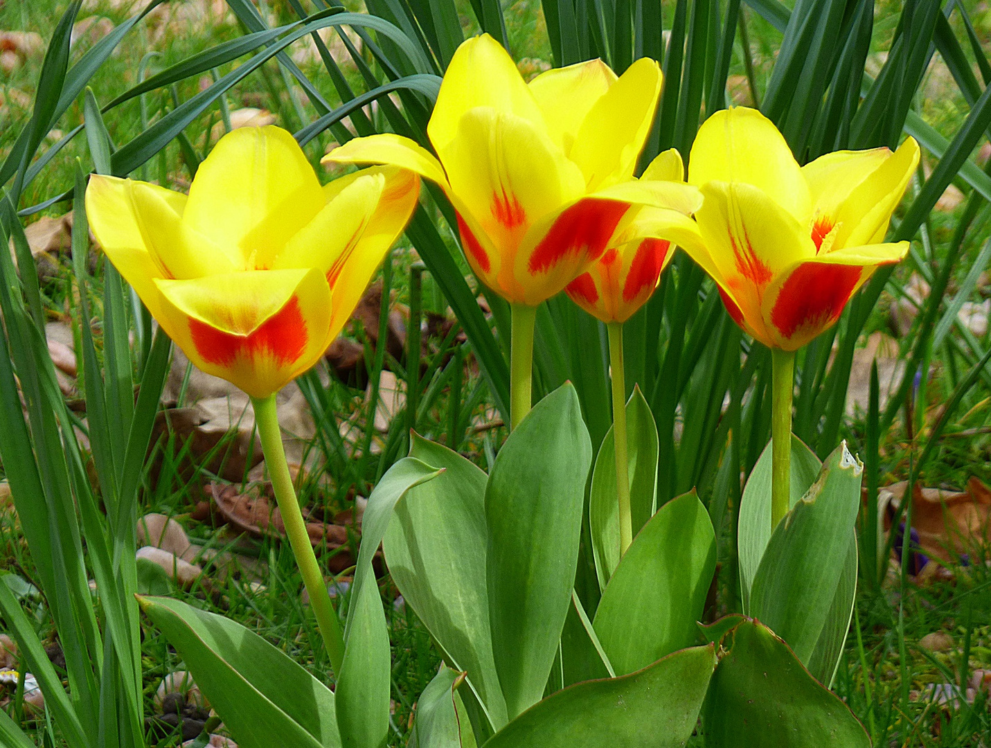 Die ersten Tulpen . . . Foto & Bild | pflanzen, pilze & flechten, blüten- & kleinpflanzen ...