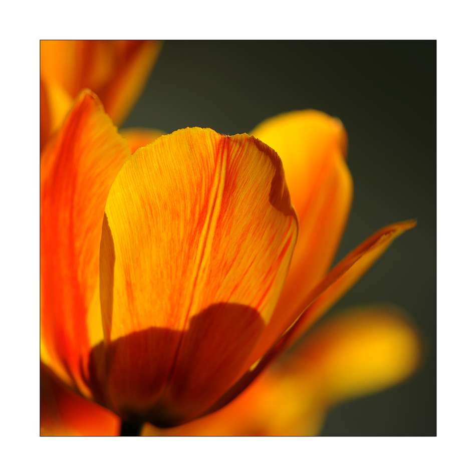 Die ersten Tulpen Foto & Bild | pflanzen, pilze & flechten, blüten- & kleinpflanzen, tulpen ...