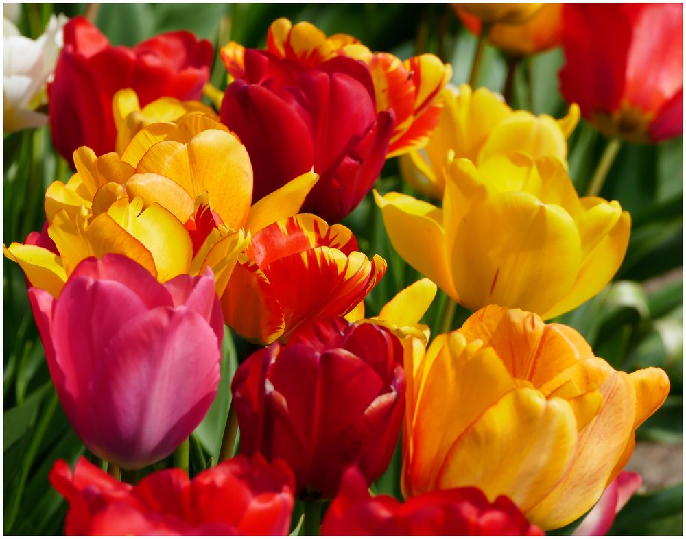 Die ersten Tulpen in diesem Jahr Foto & Bild | fotos, rot, tulpen Bilder auf fotocommunity