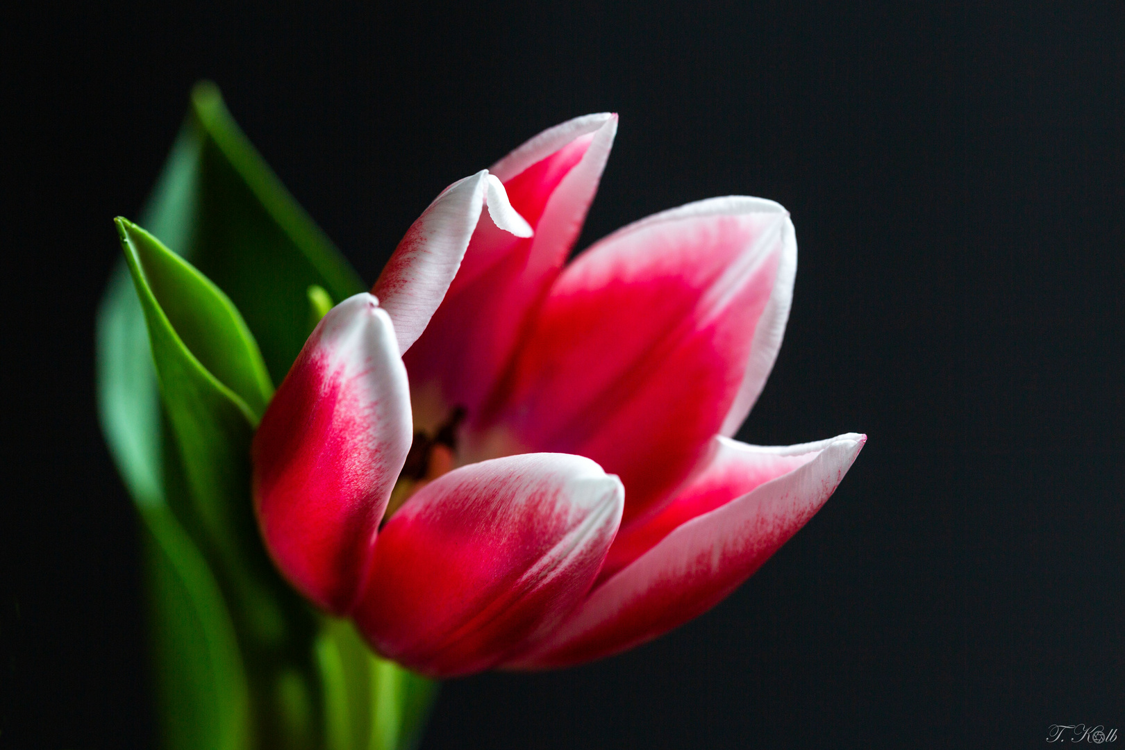 Die ersten Tulpen sind da Foto & Bild | pflanzen, pilze & flechten, blüten- & kleinpflanzen ...