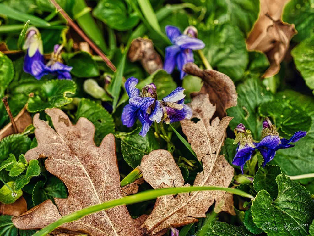 Die ersten Veilchen Foto & Bild | spezial, wald, makro Bilder auf ...
