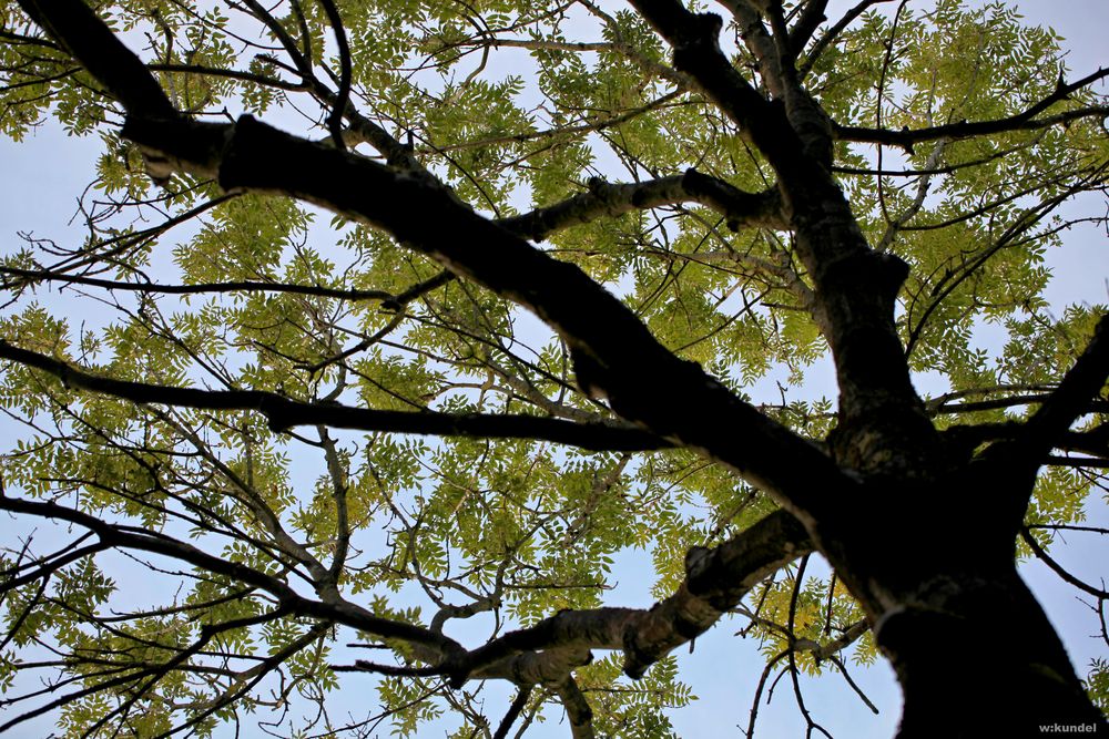 die Esche im Herbst Foto & Bild | pflanzen, pilze & flechten, bäume ...