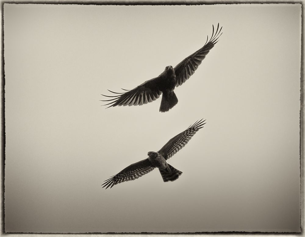 Die Ewigen Feinde Foto & Bild | natur, tiere, vögel Bilder auf ...