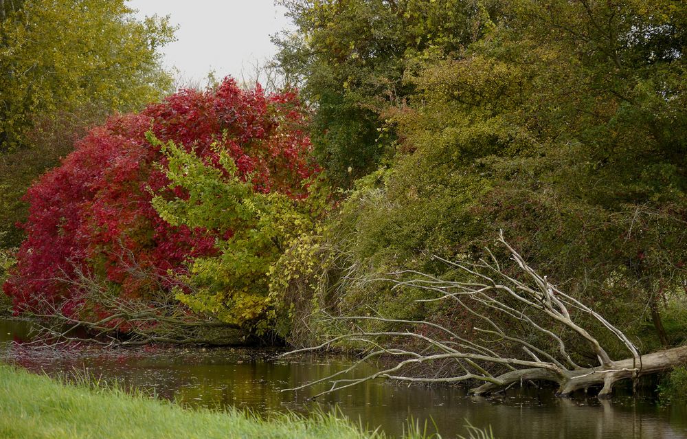 Die Faben des Frühherbstes Foto & Bild | naturimpressionen..., natur ...