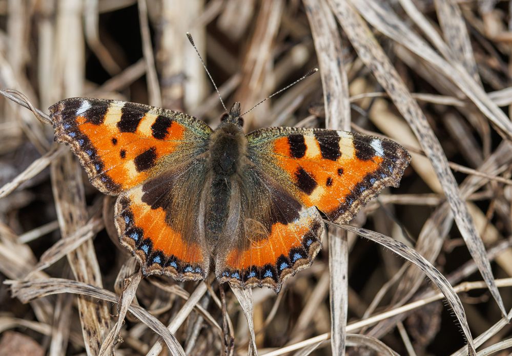 Die Falter sind wieder los! Foto & Bild | tiere, wildlife ...