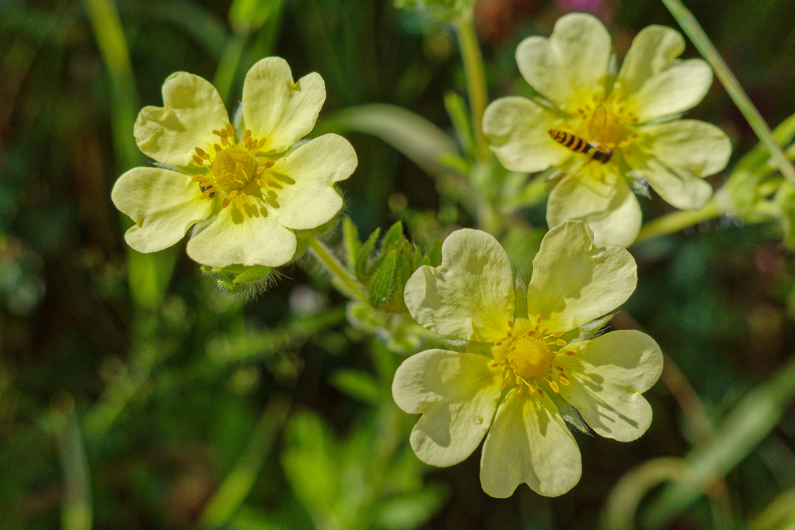 Die Farbe gelb steht für... Foto & Bild | spezial, wiese, frühling ...
