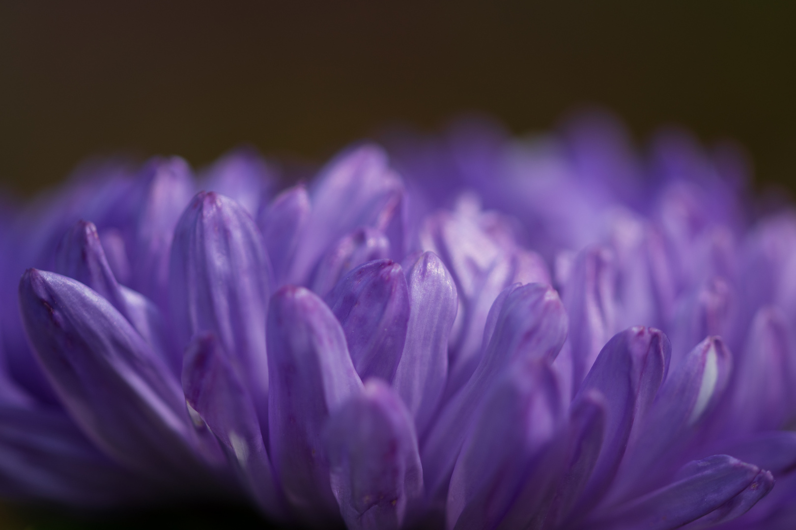 Die Farbe Lila Foto & Bild | anfängerecke - nachgefragt, nachgefragt ...