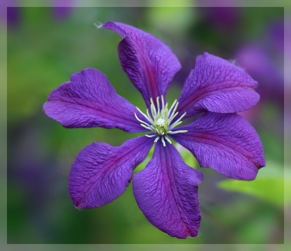 Die Farbe Lila Foto & Bild | jahreszeiten, sommer, natur Bilder auf ...