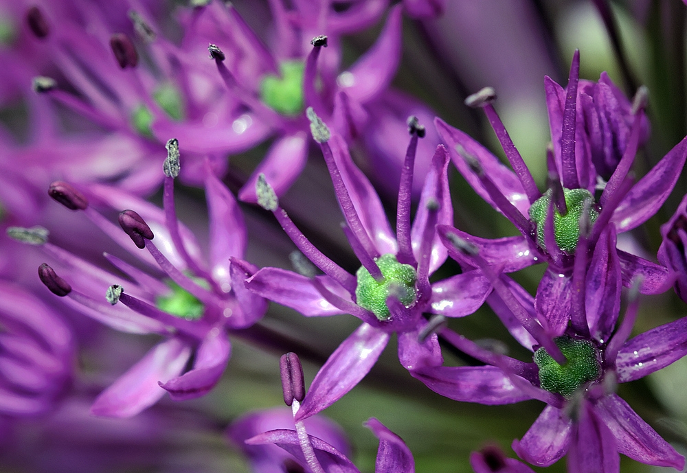 Die Farbe Lila Foto & Bild | pflanzen, pilze & flechten, blüten ...