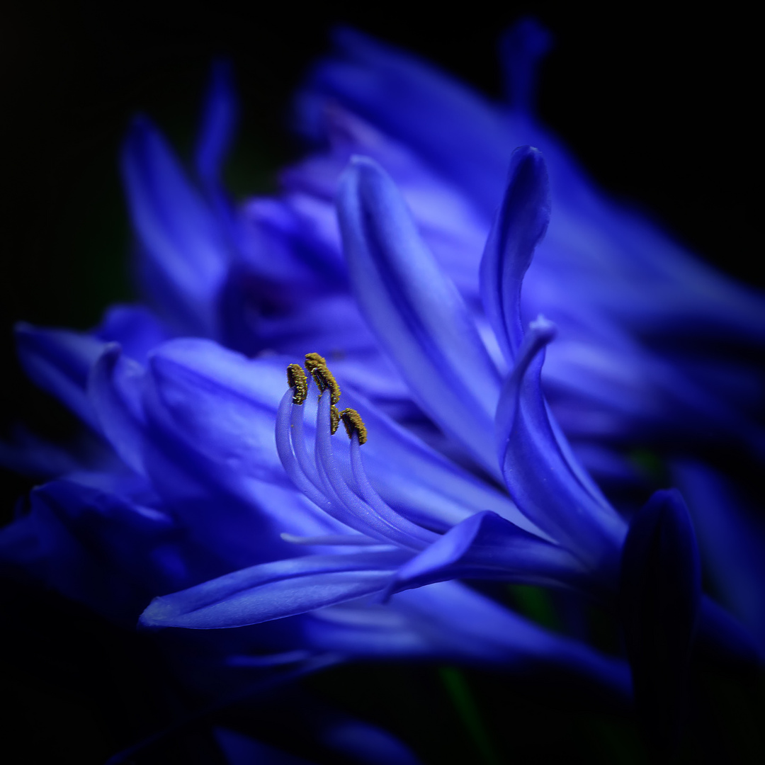 die Farbe Lila Foto & Bild | natur, landschaft, pflanzen Bilder auf ...