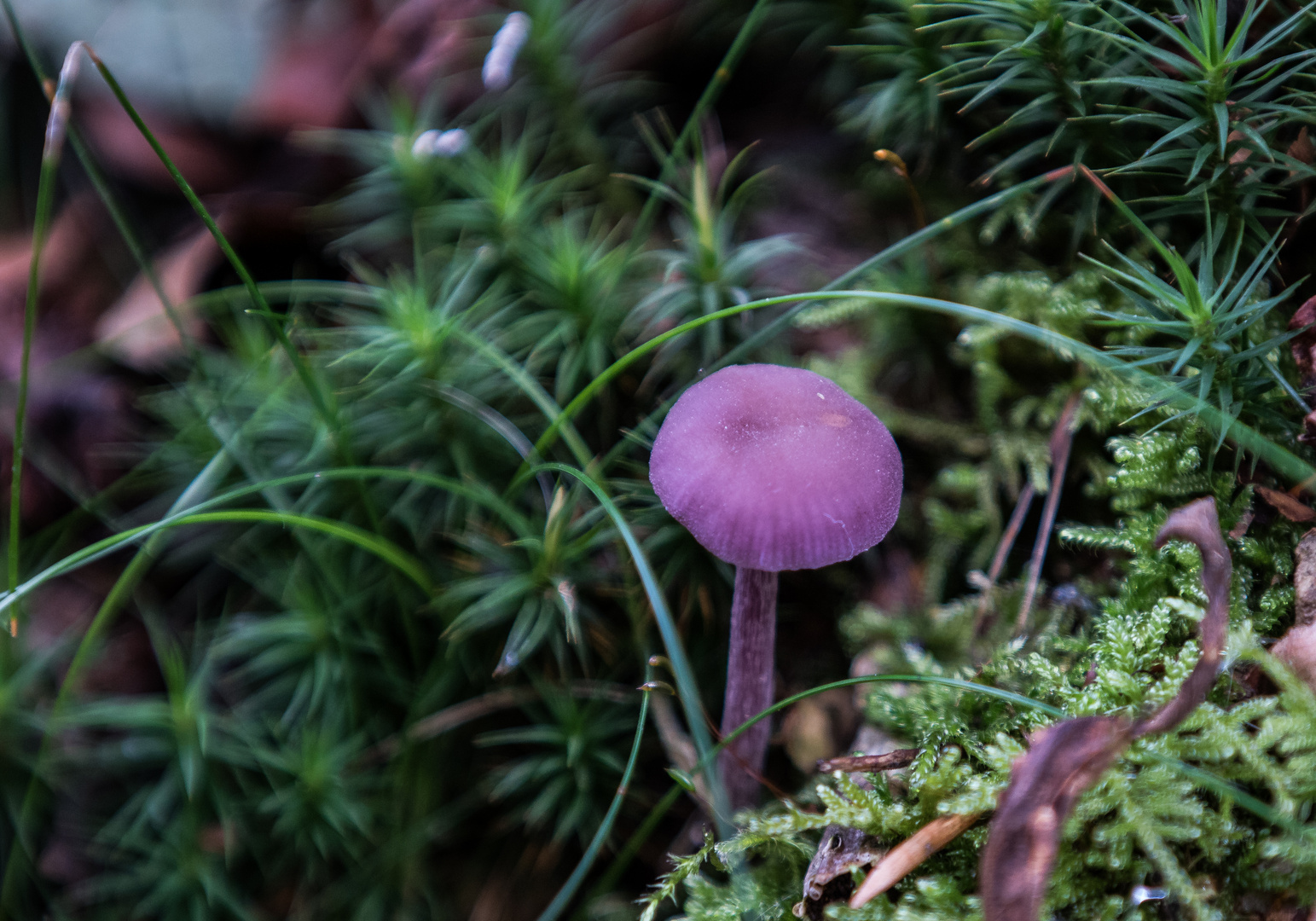 Die Farbe Lila... Foto & Bild | pflanzen, pilze & flechten, landschaft ...