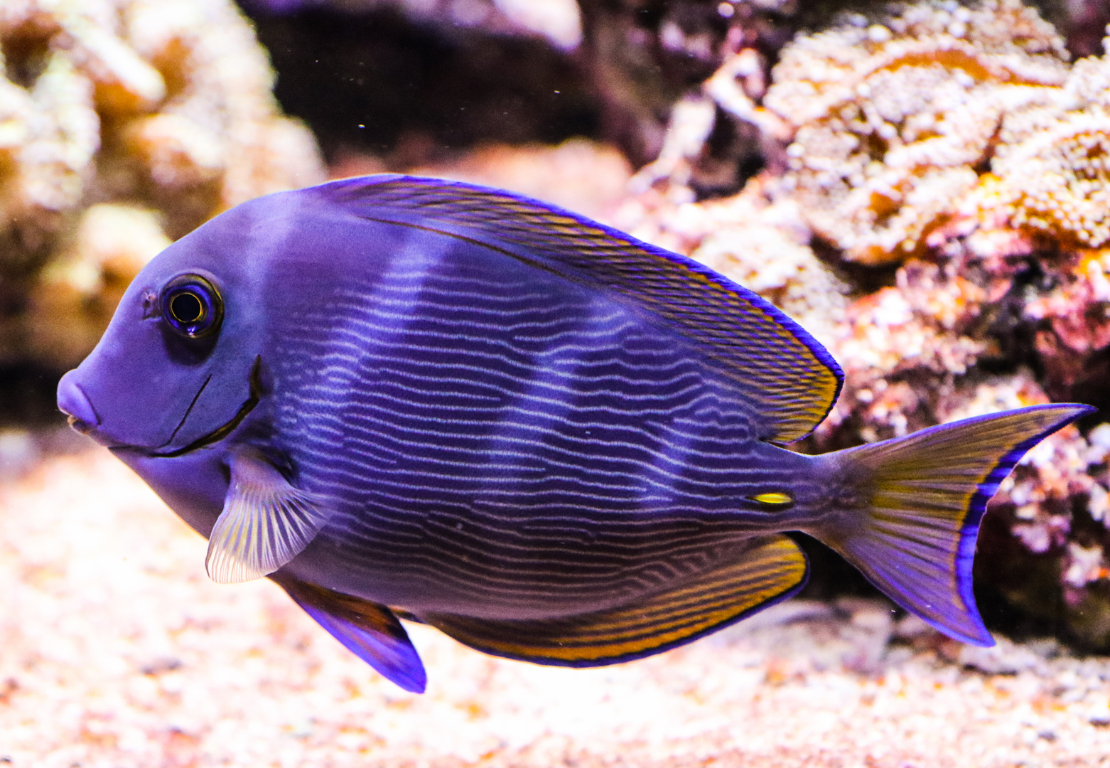 Die Farbe lila. Foto & Bild | tiere, zoo, wildpark & falknerei, zoo ...