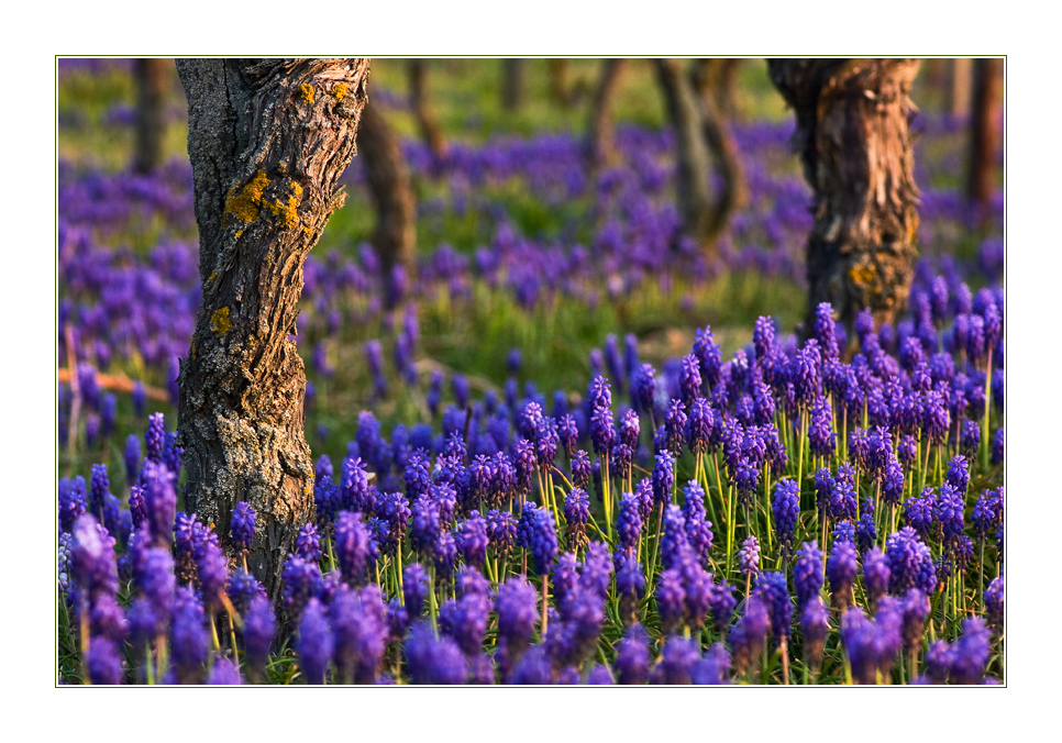 Die Farbe Lila Foto & Bild | landschaft, kulturlandschaften, weinberge ...