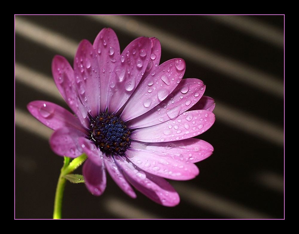 "Die Farbe Lila" Foto & Bild | pflanzen, pilze & flechten, blüten ...