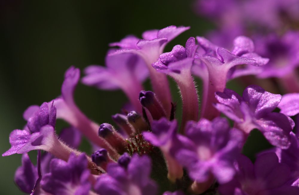 Die Farbe Lila Foto & Bild | makro, lila, natur Bilder auf fotocommunity