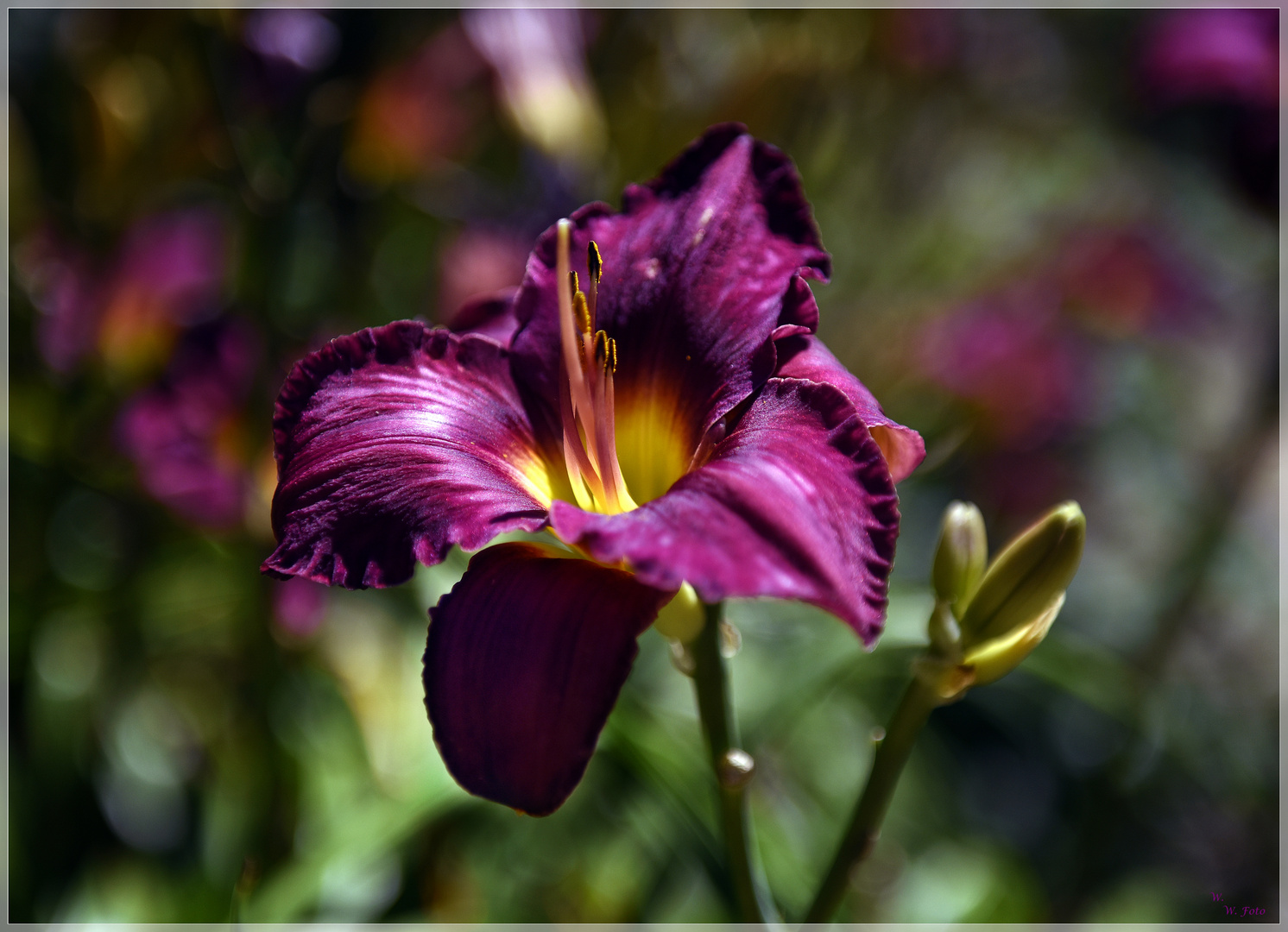 Die Farbe Lila Foto & Bild | natur, blüte, lilie Bilder auf fotocommunity