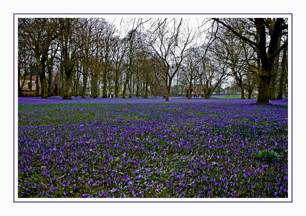 Die Farbe Lila Foto & Bild | archiv projekte naturchannel ...