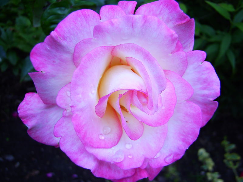 Die Farbe Rosa Foto & Bild | pflanzen, pilze & flechten, blüten ...