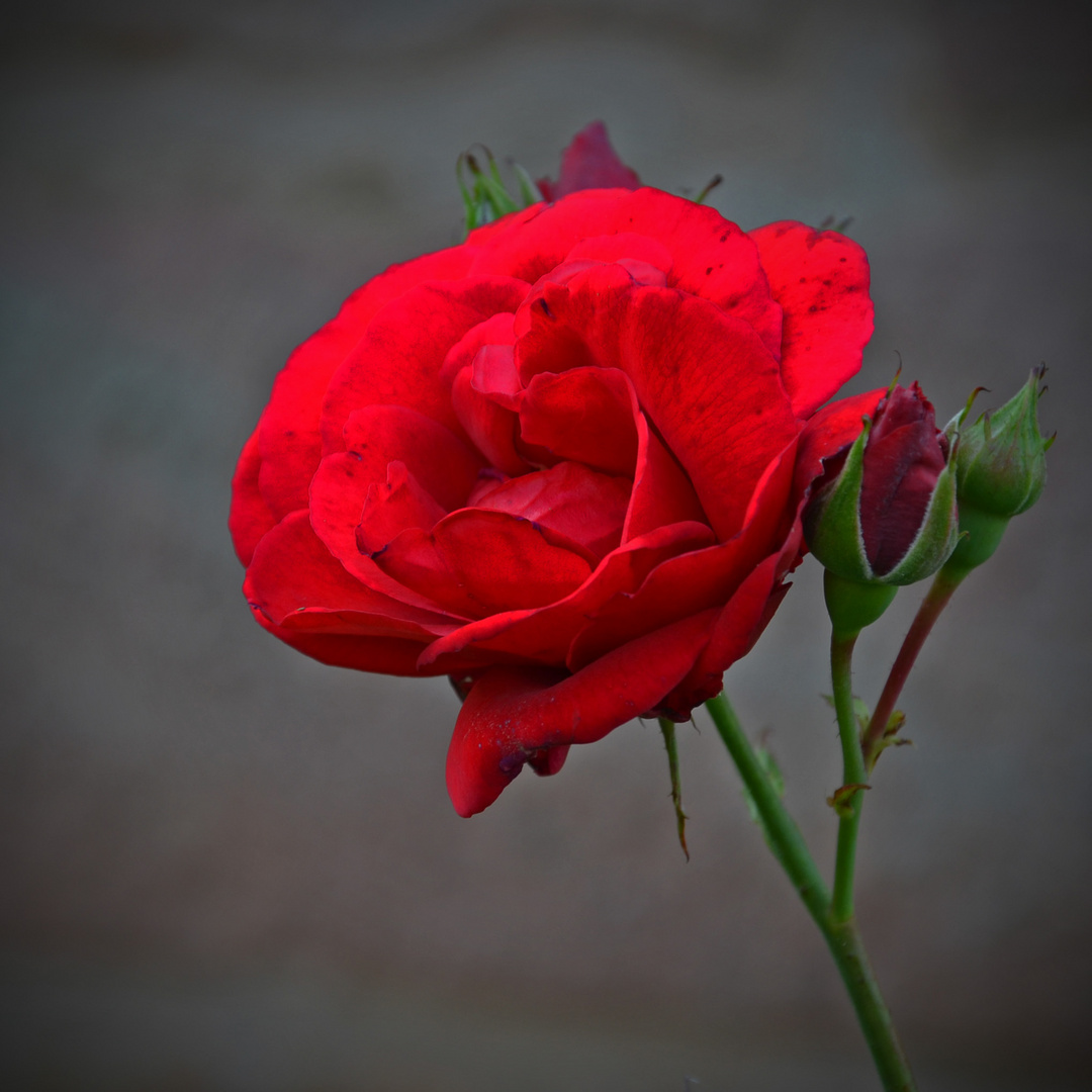 Die Farbe Rot Foto & Bild | natur-kreativ, art, rot Bilder auf ...