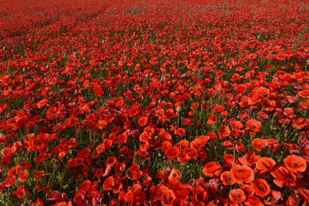 die Farbe ROT... Foto & Bild | landschaft, Äcker, felder & wiesen ...