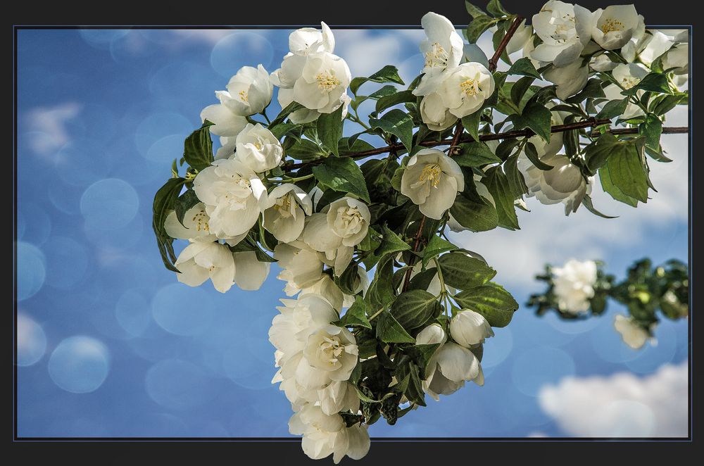 DIE FARBE WEISS Foto & Bild | spezial, outdoor, natur Bilder auf ...