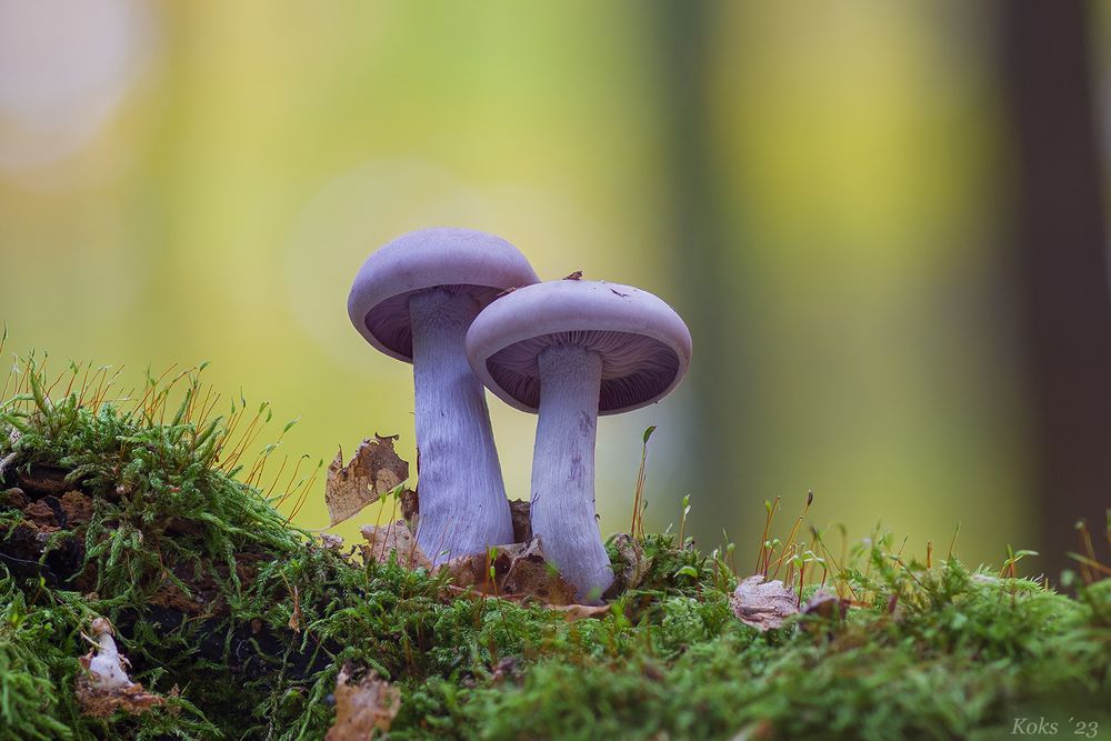 Die Farben der Pilze Foto & Bild | pflanzen, pilze & flechten, landschaft, pilze & flechten ...