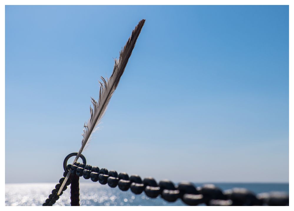 die Feder Foto & Bild | world, meer, natur Bilder auf fotocommunity